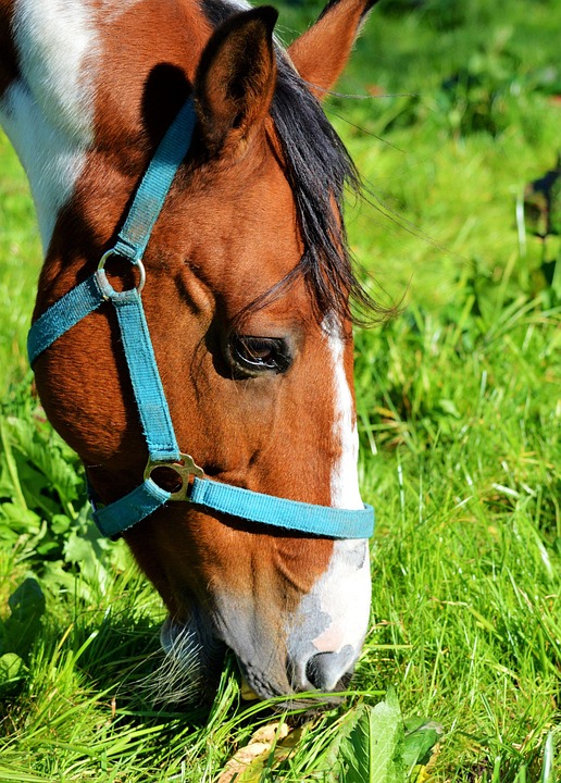 Pferd Reiten Reiter - Kostenloses Foto auf Pixabay