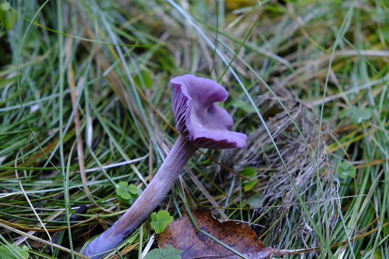 Champignon Violet Tombe Sol De La - Photo gratuite sur Pixabay - Pixabay