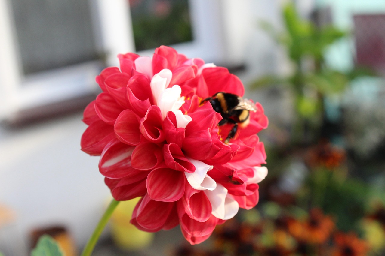 Les Plantes Belles Fleurs - Photo gratuite sur Pixabay - Pixabay
