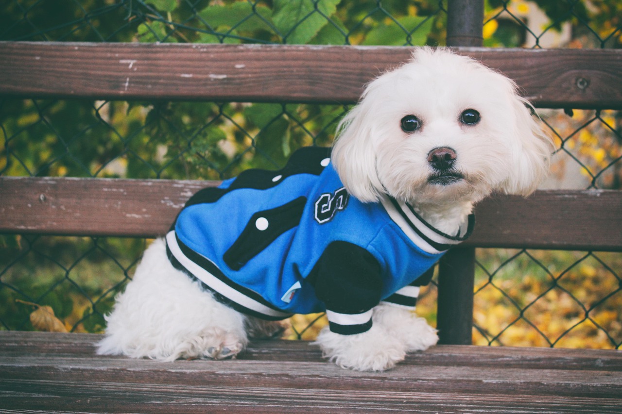 Maltese Dog The - Free photo on Pixabay - Pixabay