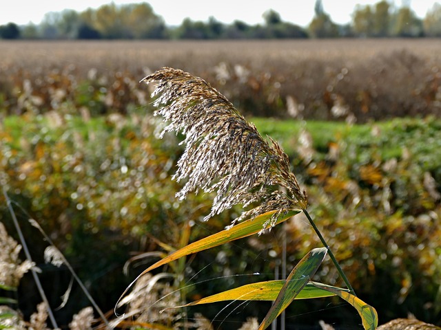 Common Reed Plant Pole - Free photo on Pixabay