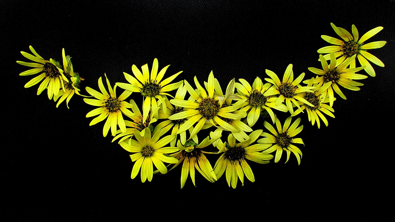 Daisies Yellow Pattern Black - Free photo on Pixabay - Pixabay