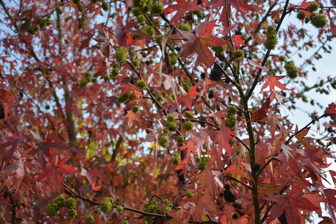 Feuille Automne Arbre Couleur - Photo gratuite sur Pixabay - Pixabay