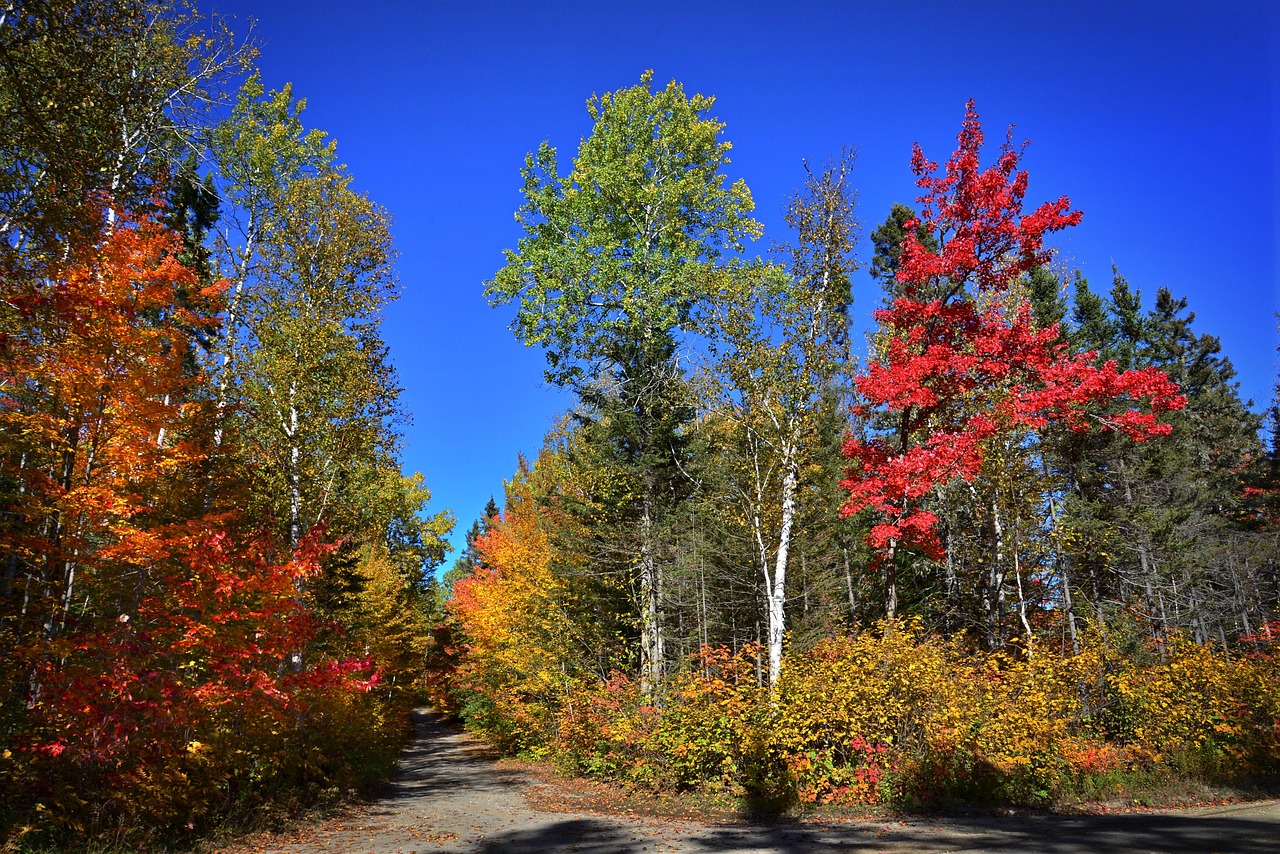 Fall Autumn Landscape - Free photo on Pixabay
