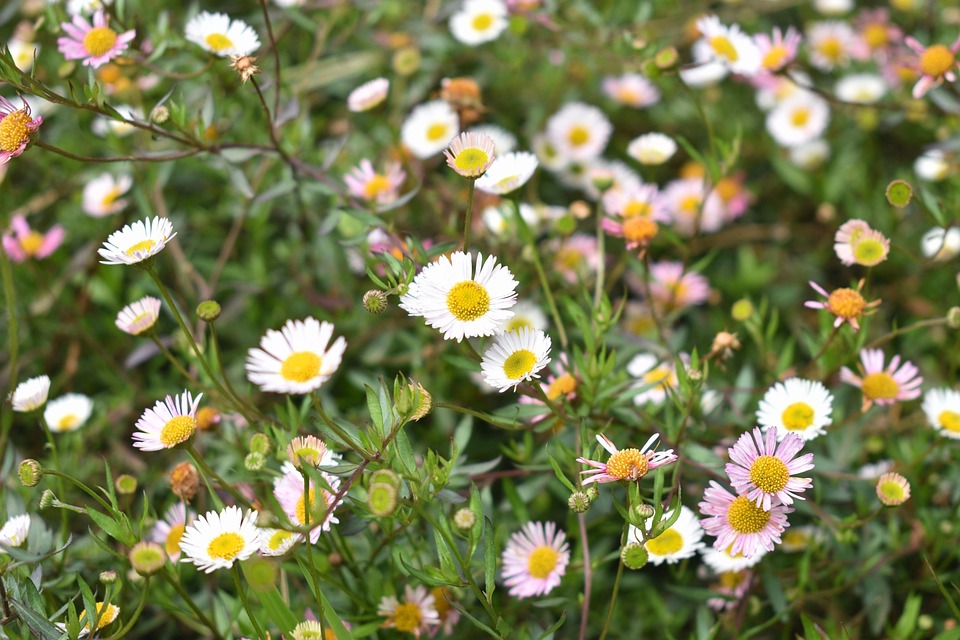 Chamomile Flowers Wild - Free photo on Pixabay - Pixabay