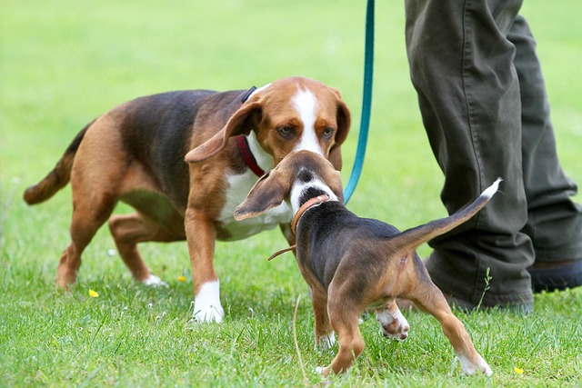 Puppy Deutsche Bracken Dog - Free photo on Pixabay - Pixabay