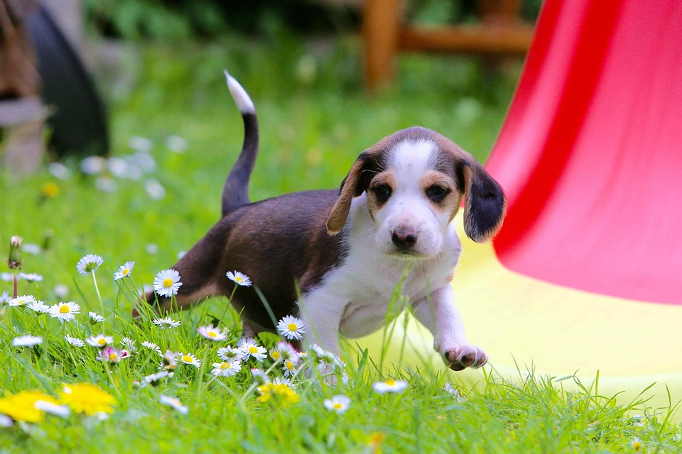 Puppy Deutsche Bracken Dog - Free photo on Pixabay