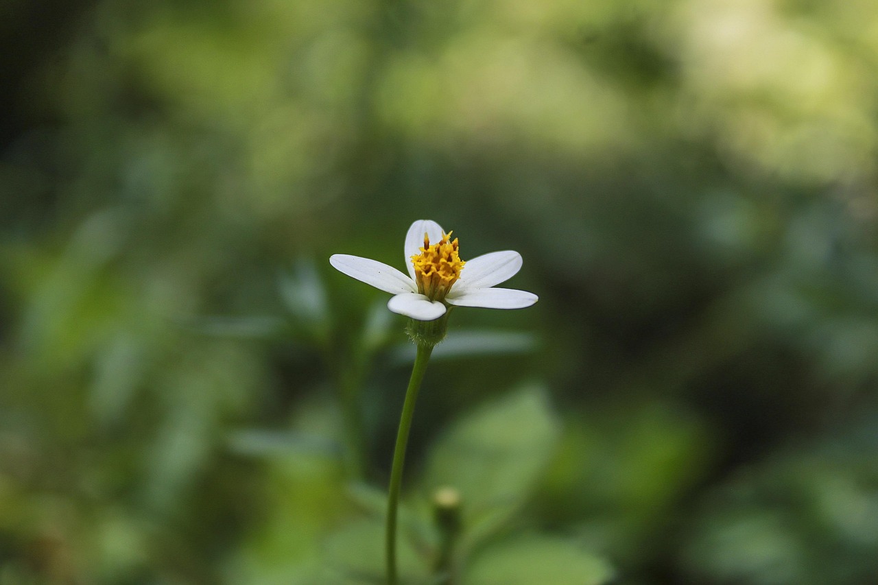 Flower Outdoor Uganda - Free photo on Pixabay - Pixabay