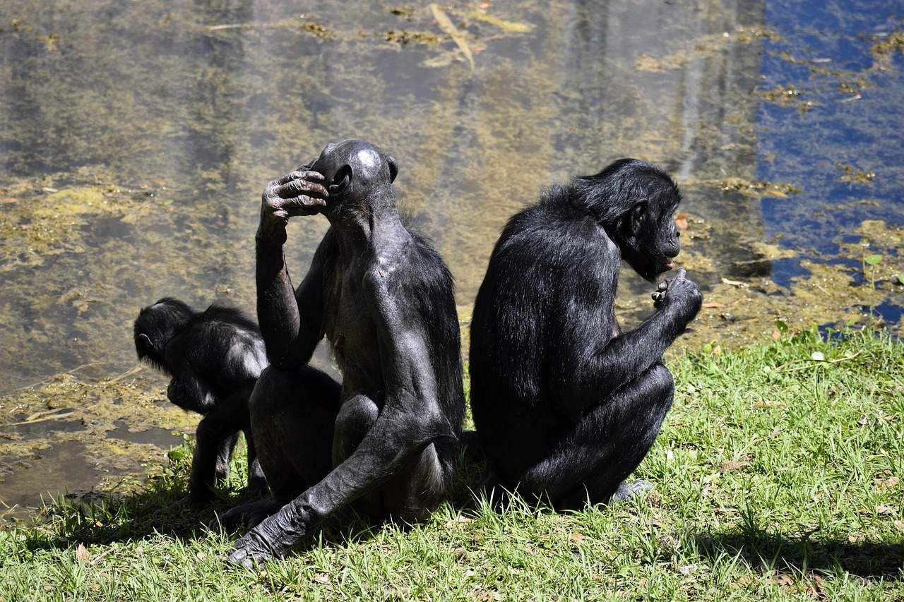 30+ Free Bonobo & Nature Images - Pixabay