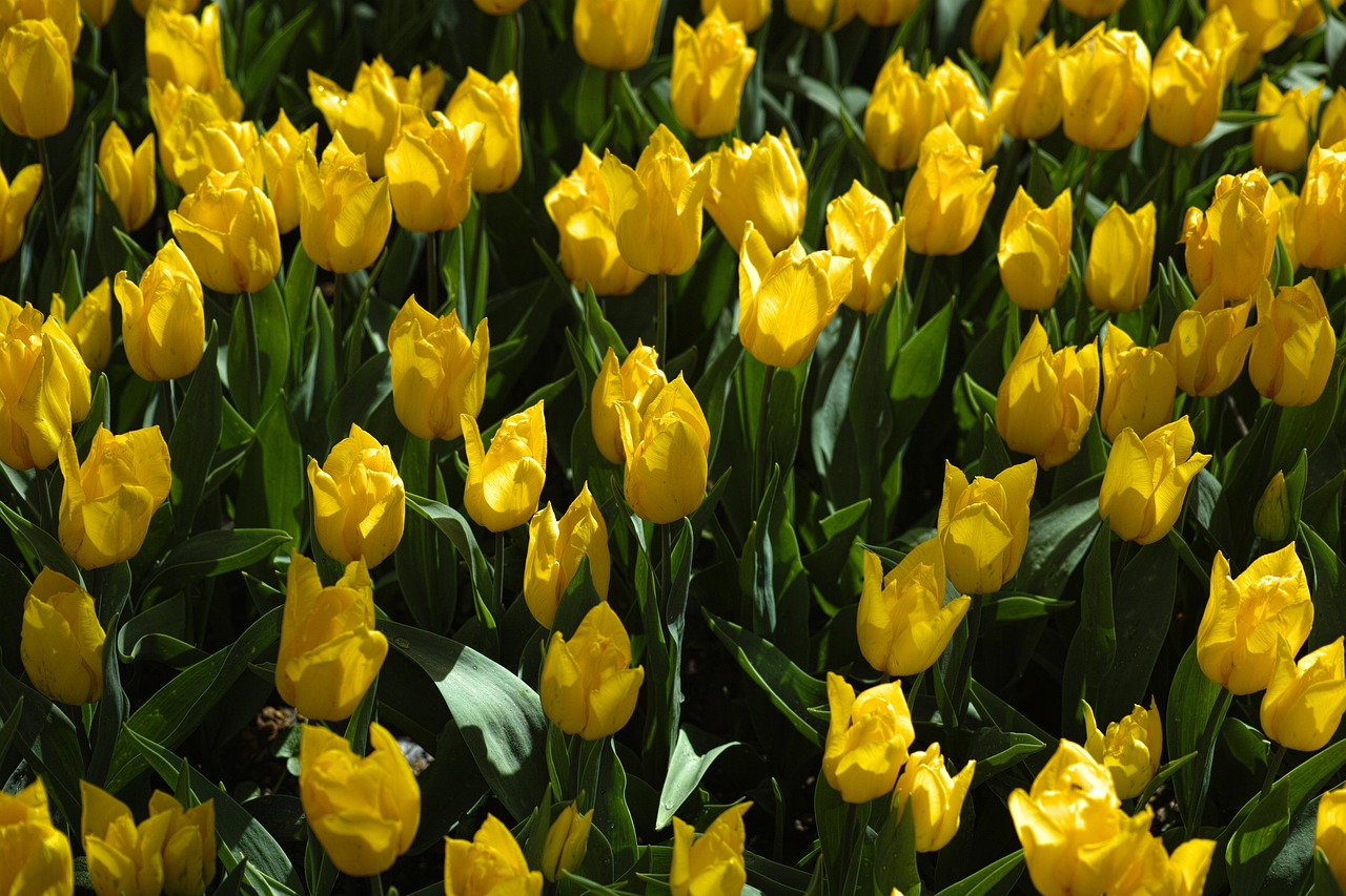 Tulips Yellow Nature - Free photo on Pixabay - Pixabay