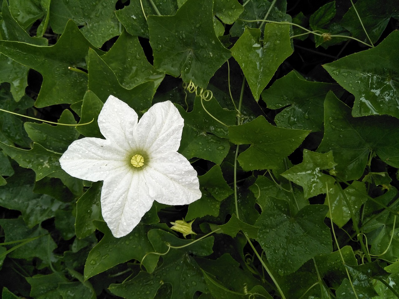 Blomma Regn Efter - Gratis foto på Pixabay - Pixabay