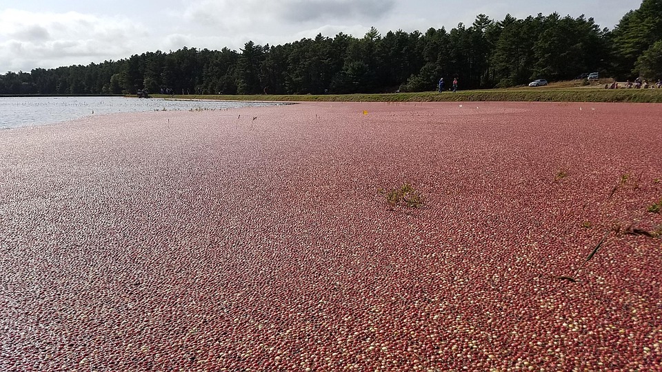 Cranberry Bog Cranberries - Free photo on Pixabay - Pixabay