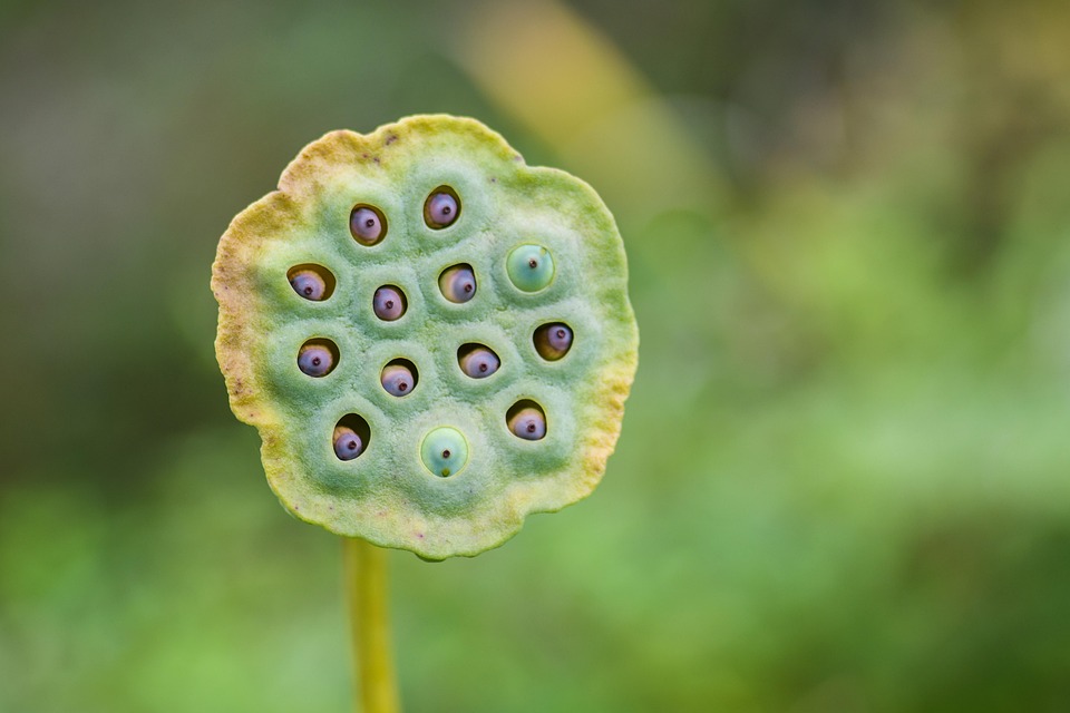 Heart Of The Lotus Aquatic Plant - Free photo on Pixabay - Pixabay