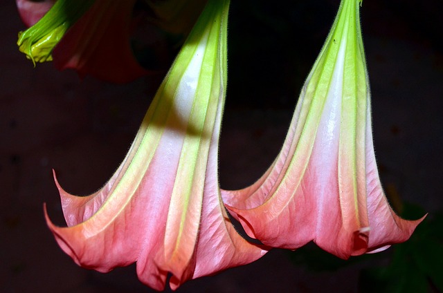 Lonceng Bunga-Bunga Jimson Weed - Foto gratis di Pixabay - Pixabay