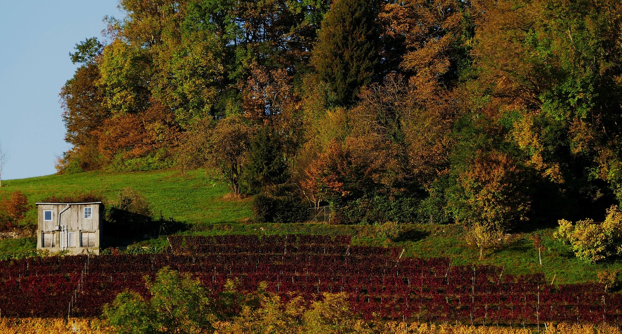 Nature Fall Vineyard - Free photo on Pixabay