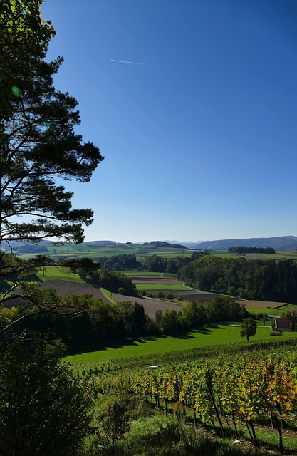 Paysage La Nature Vignes - Photo gratuite sur Pixabay - Pixabay