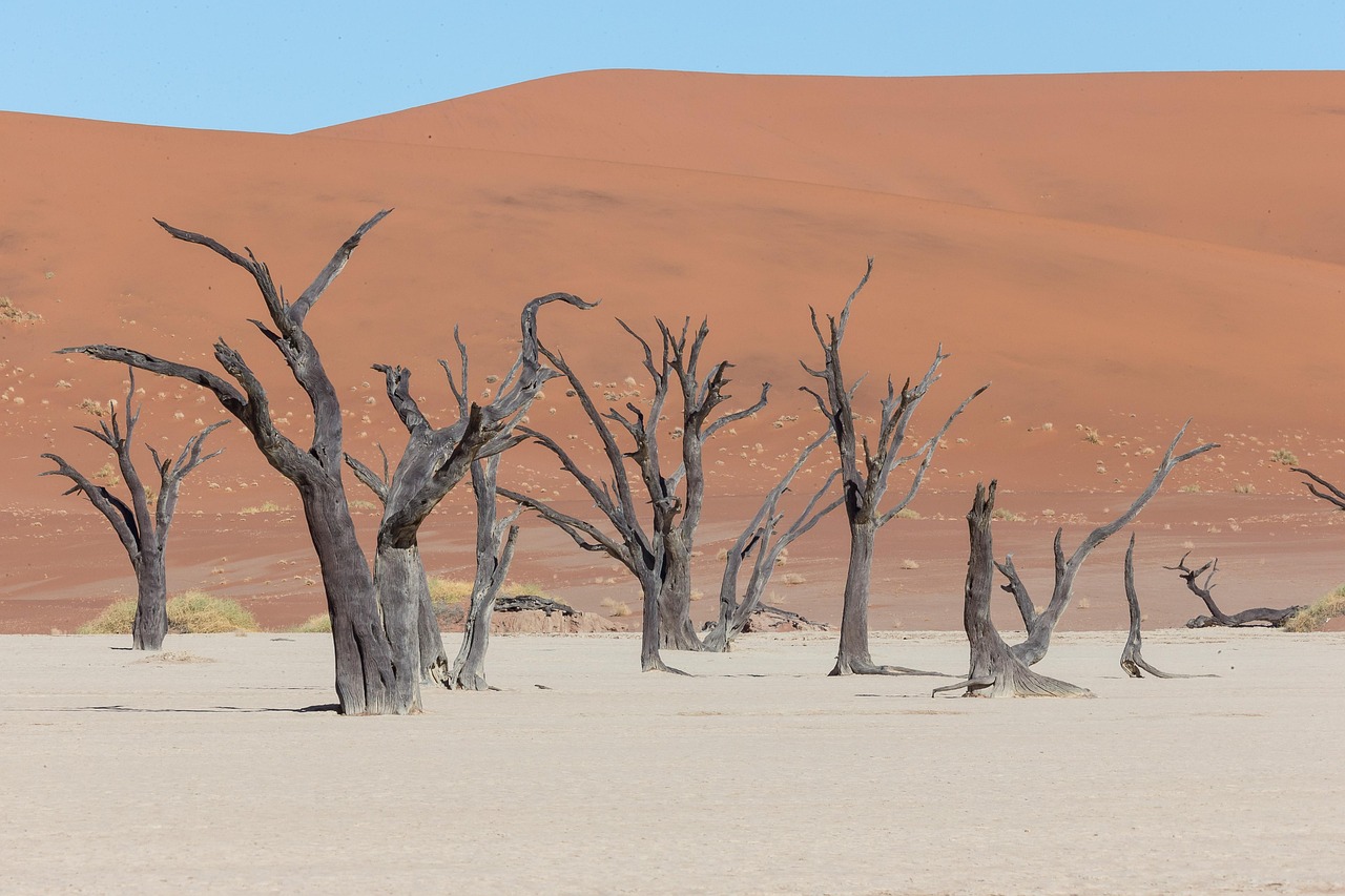Deadvlei Desert Tree - Free photo on Pixabay - Pixabay