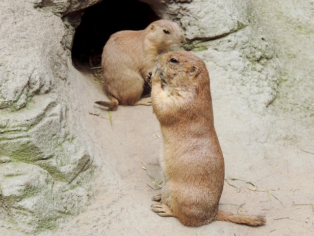 Marmot Rodent Ground Squirrel - Free photo on Pixabay