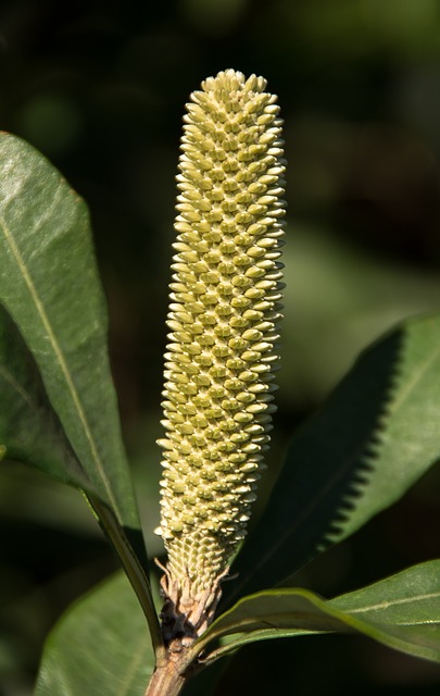 Banksia Flower Bud - Free photo on Pixabay
