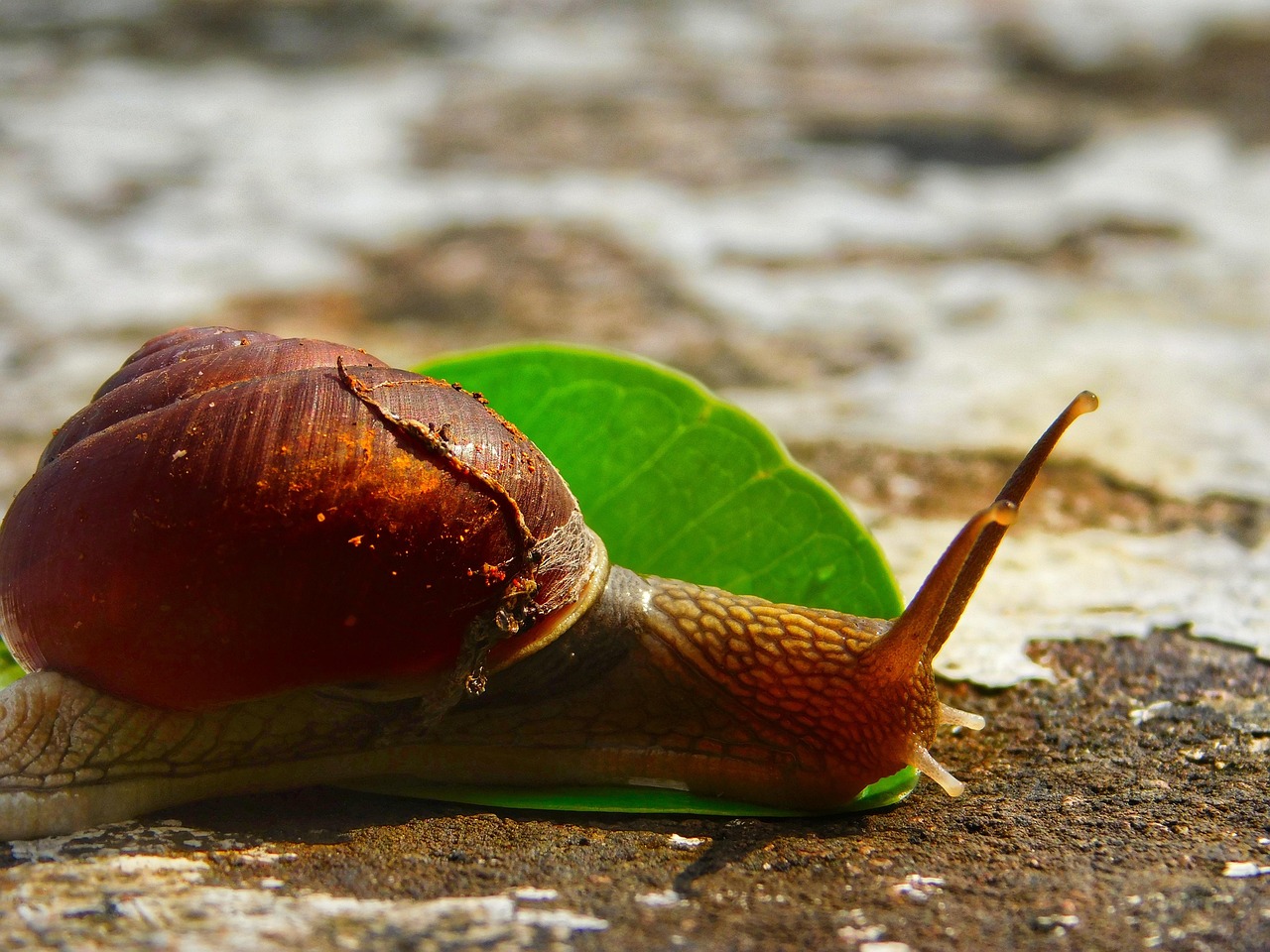 Siput Daun - Foto gratis di Pixabay - Pixabay