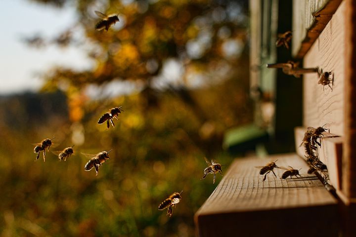 Plus de 800 images de Ruche et de Miel - Pixabay
