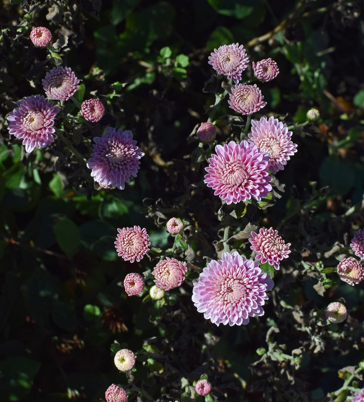 落粉红色的-紫色妈妈 菊花 花 - Pixabay上的免费照片 - Pixabay