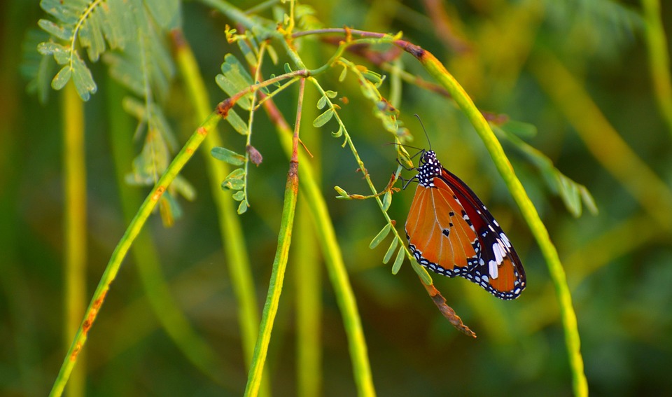 Mariposa Pierid Lepidoptera - Foto gratis en Pixabay - Pixabay