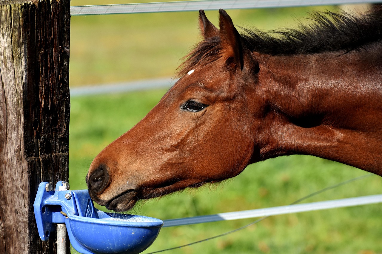 20.000+ kostenlose Pferd Fohlen und Fohlen-Bilder - Pixabay
