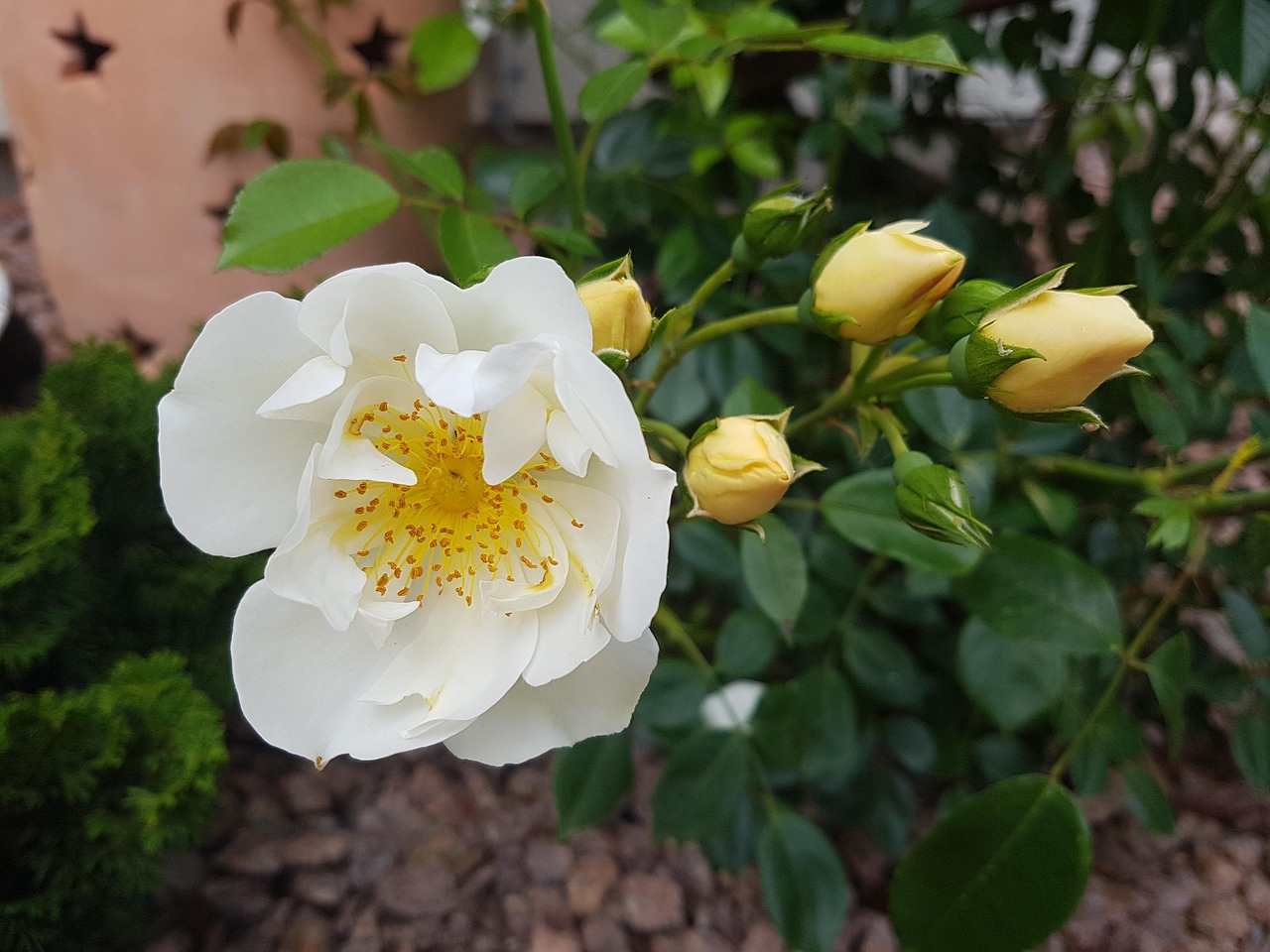 Mawar Mekar Bunga Rose - Foto gratis di Pixabay - Pixabay
