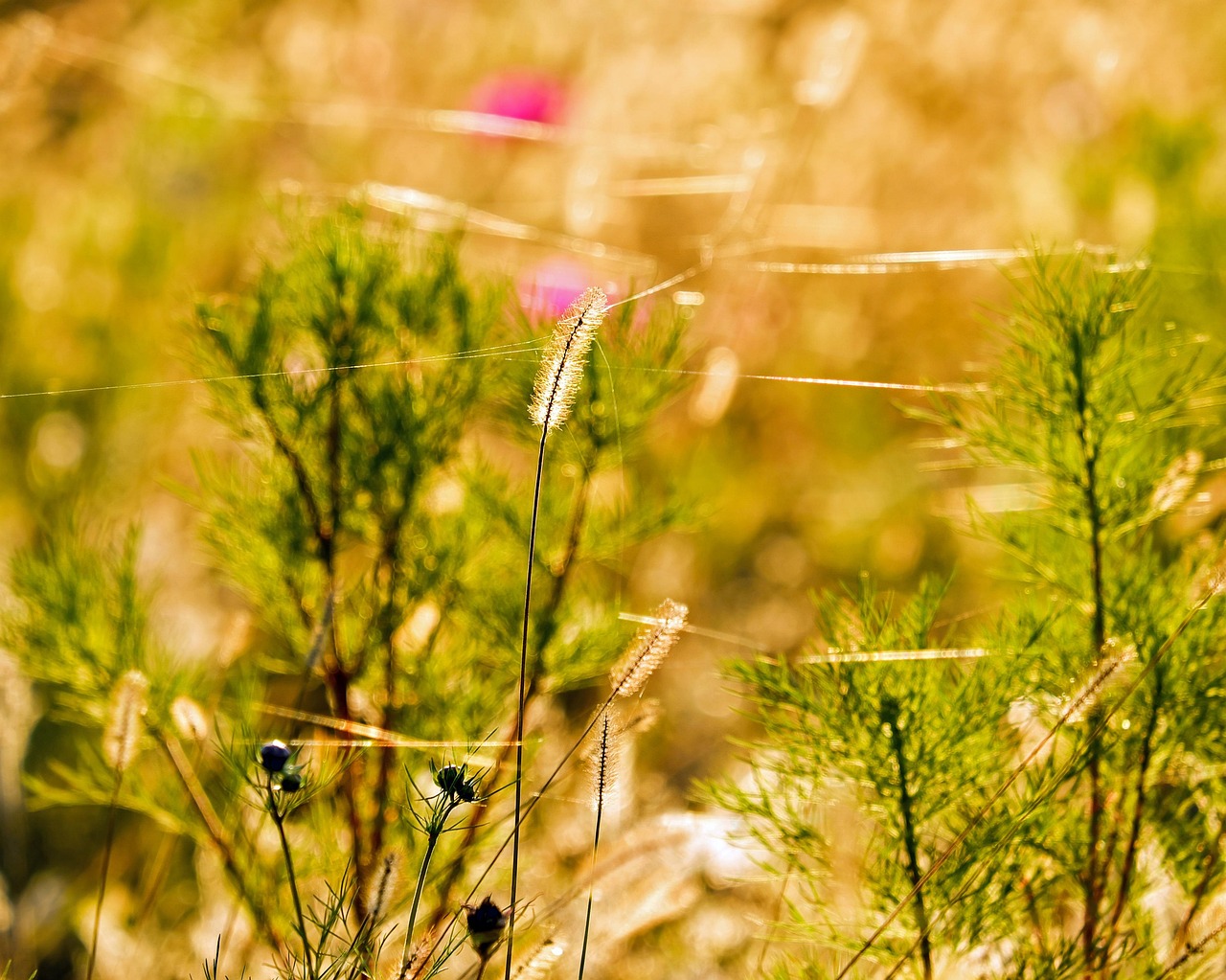 Foxtail Meadow Fox Tail Plant Free Photo On Pixabay Pixabay