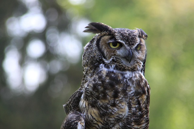 Owl Close-Up Washington - Free photo on Pixabay