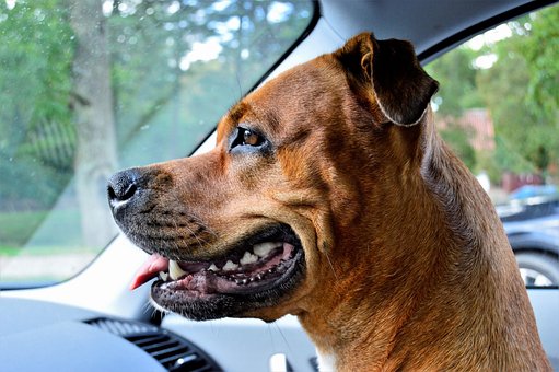 30+ Free Mixed-Race & Dog Images - Pixabay