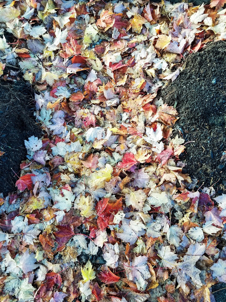 Autumn Maple Leave Nature - Free photo on Pixabay - Pixabay