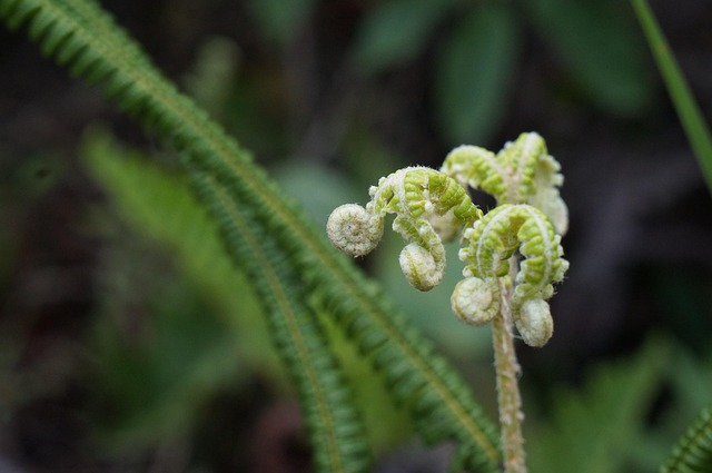 Green Sprout Plant - Free photo on Pixabay