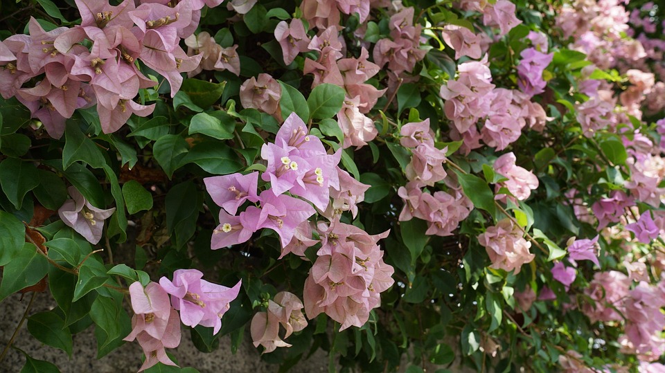 Las Hojas De Flores Flor - Foto gratis en Pixabay - Pixabay