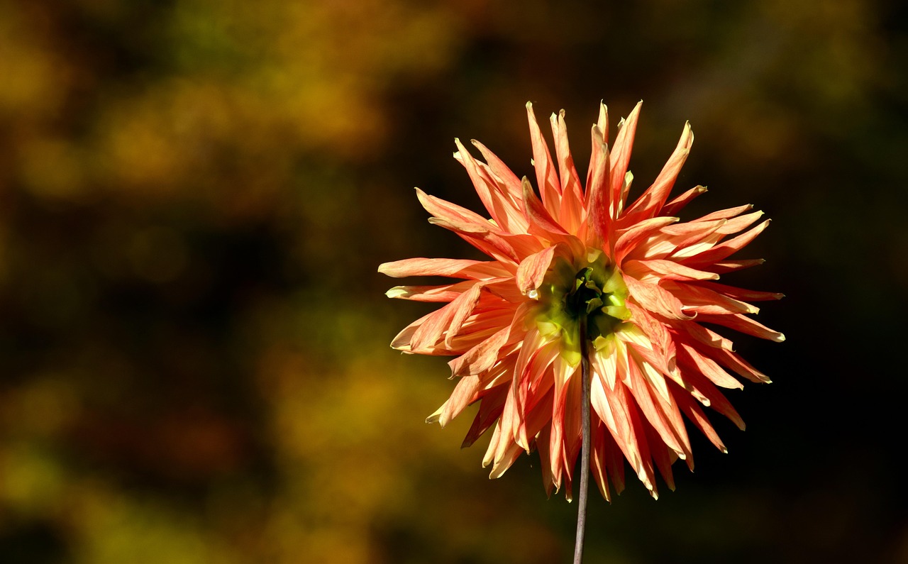 50+ Free Beautiful Back Garden & Nature Images - Pixabay