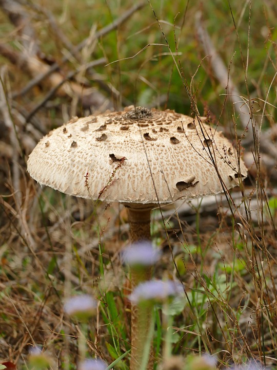 Fall Mushroom Boletes - Free photo on Pixabay - Pixabay
