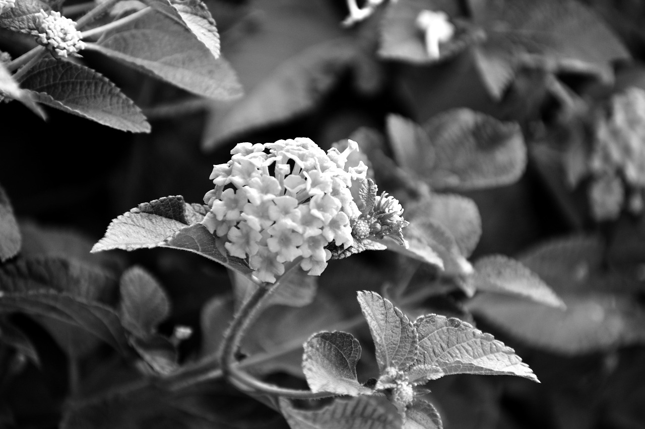 Bouquet De Petites Fleurs - Photo gratuite sur Pixabay - Pixabay