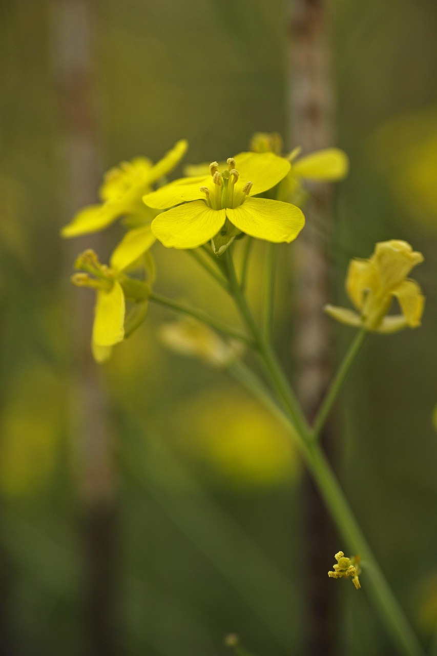 Fleur Jaune Macro Fleurs - Photo gratuite sur Pixabay - Pixabay