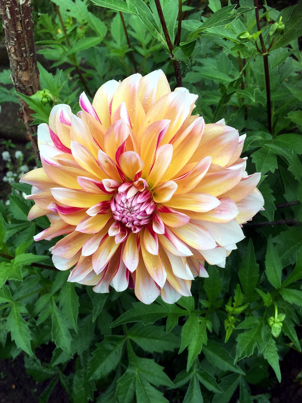 100+ Free Garden In Autumn & Garden Images - Pixabay