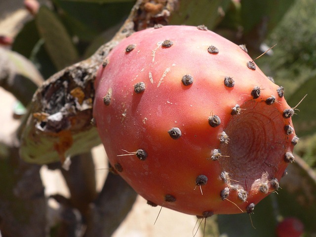 Cactus Figs - Free photo on Pixabay - Pixabay
