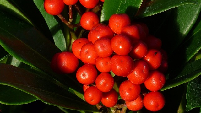 Baga Arbusto Ornamental Fruta - Foto gratuita no Pixabay - Pixabay
