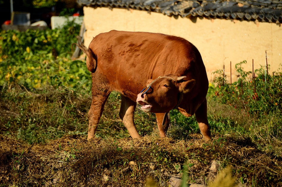 Republic Of Korea Country Cow - Free photo on Pixabay - Pixabay