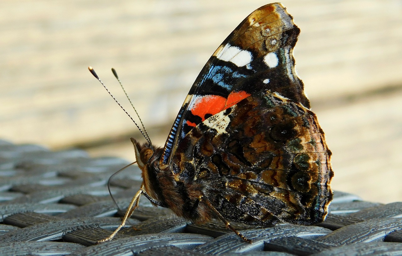 Papillon Ailes Nature - Photo gratuite sur Pixabay - Pixabay