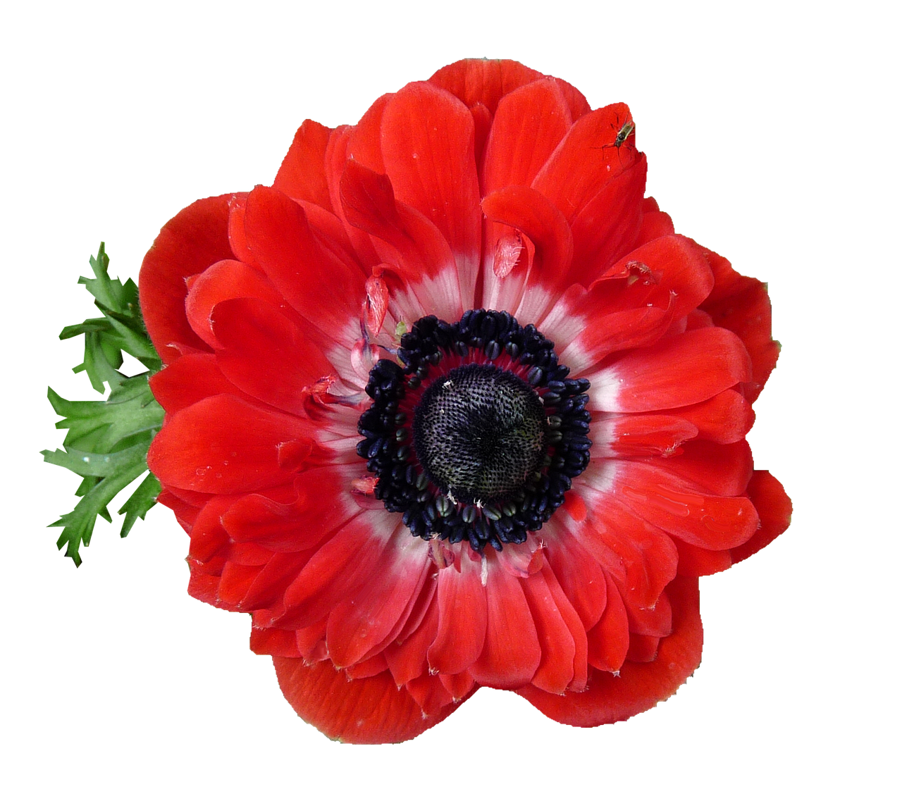 Anémona Rojo Flor - Foto gratis en Pixabay - Pixabay