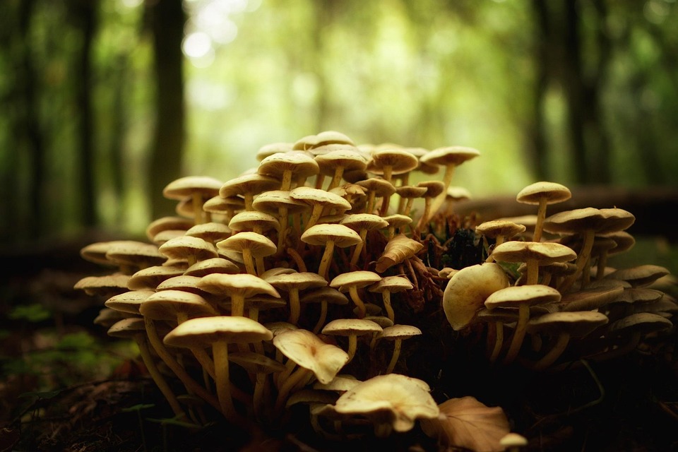 Champignons Forêt La Nature - Photo gratuite sur Pixabay
