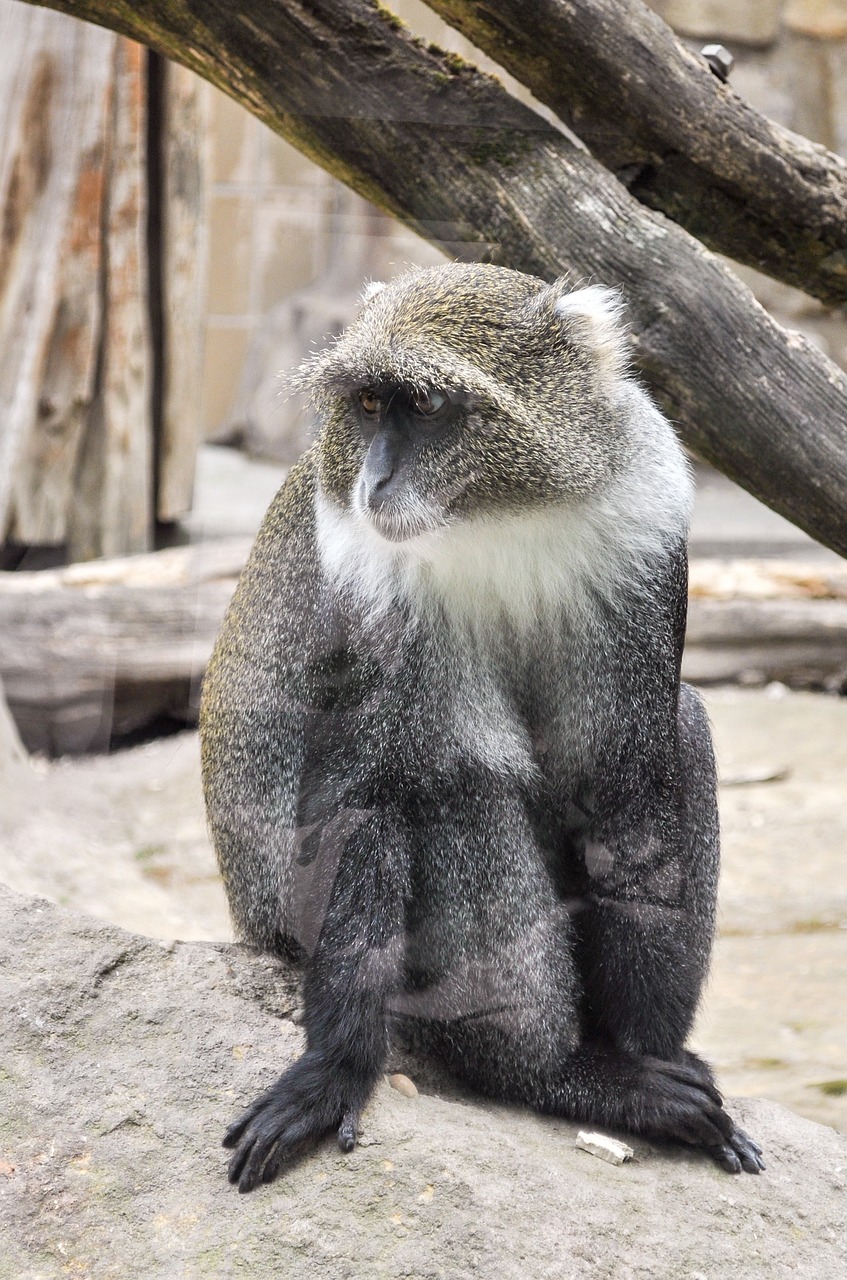 Ape Monkeys Zoo - Free photo on Pixabay