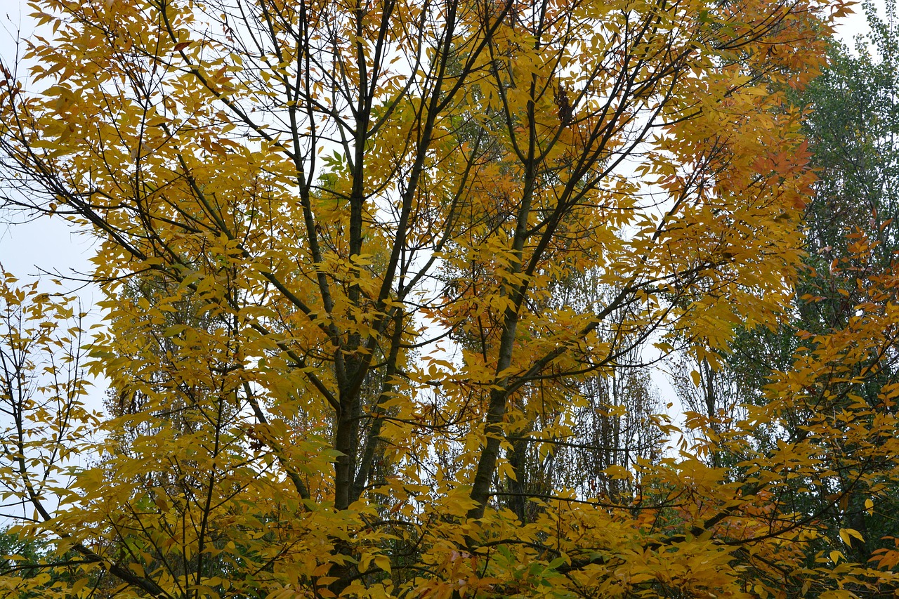 Autumn Landscape Fall Color Tree - Free photo on Pixabay - Pixabay