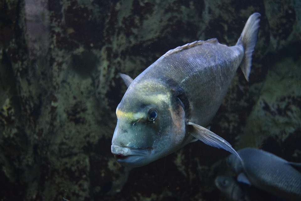 Aquarium Marine Water - Free photo on Pixabay - Pixabay