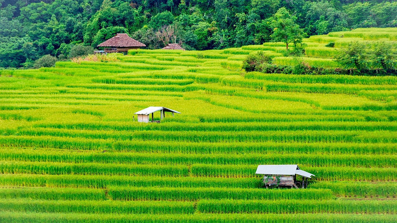 9,000+ Free Rice Thailand & Rice Images - Pixabay